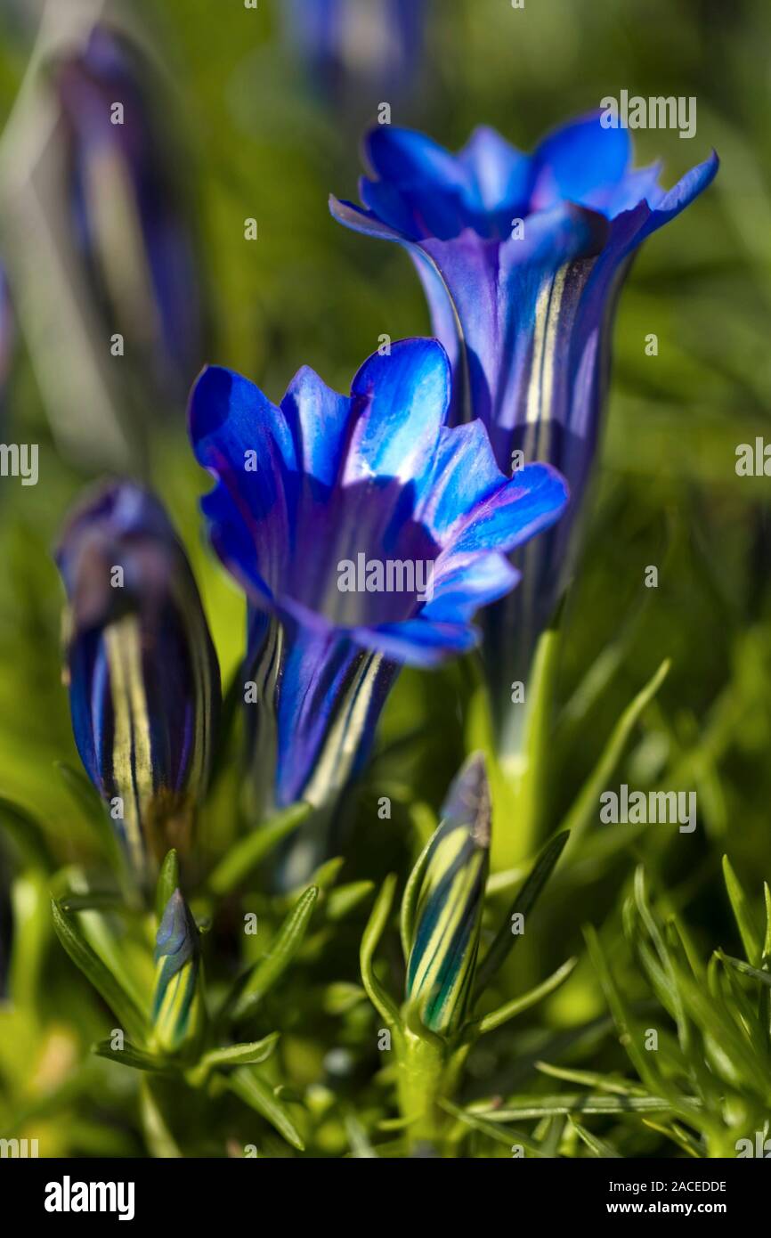 Chinese gentian flowers (Gentiana sino-ornata 'Blue Sky'). This plant ...