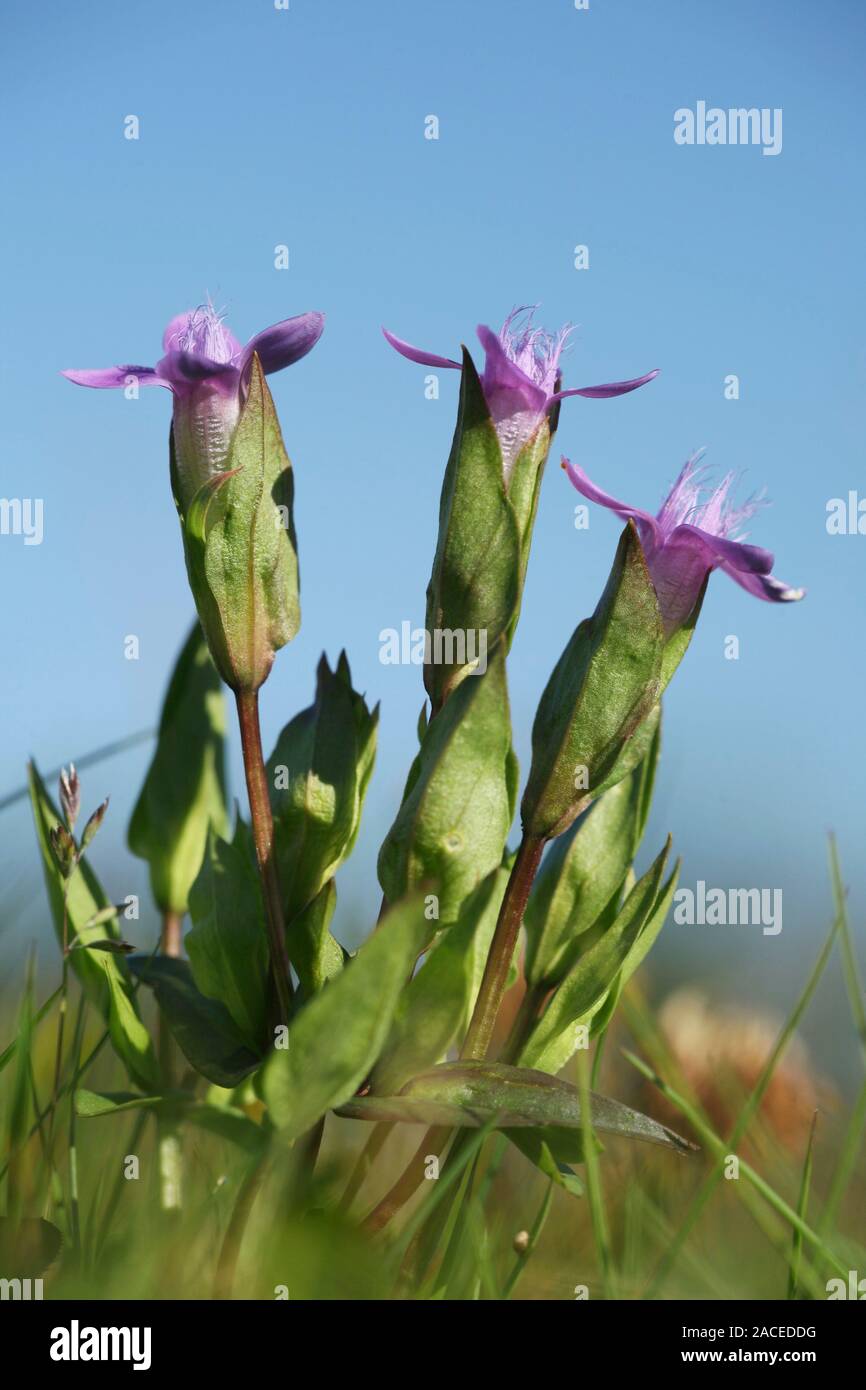 Field genitian flowers (Gentianella campestris baltica). Photographed ...