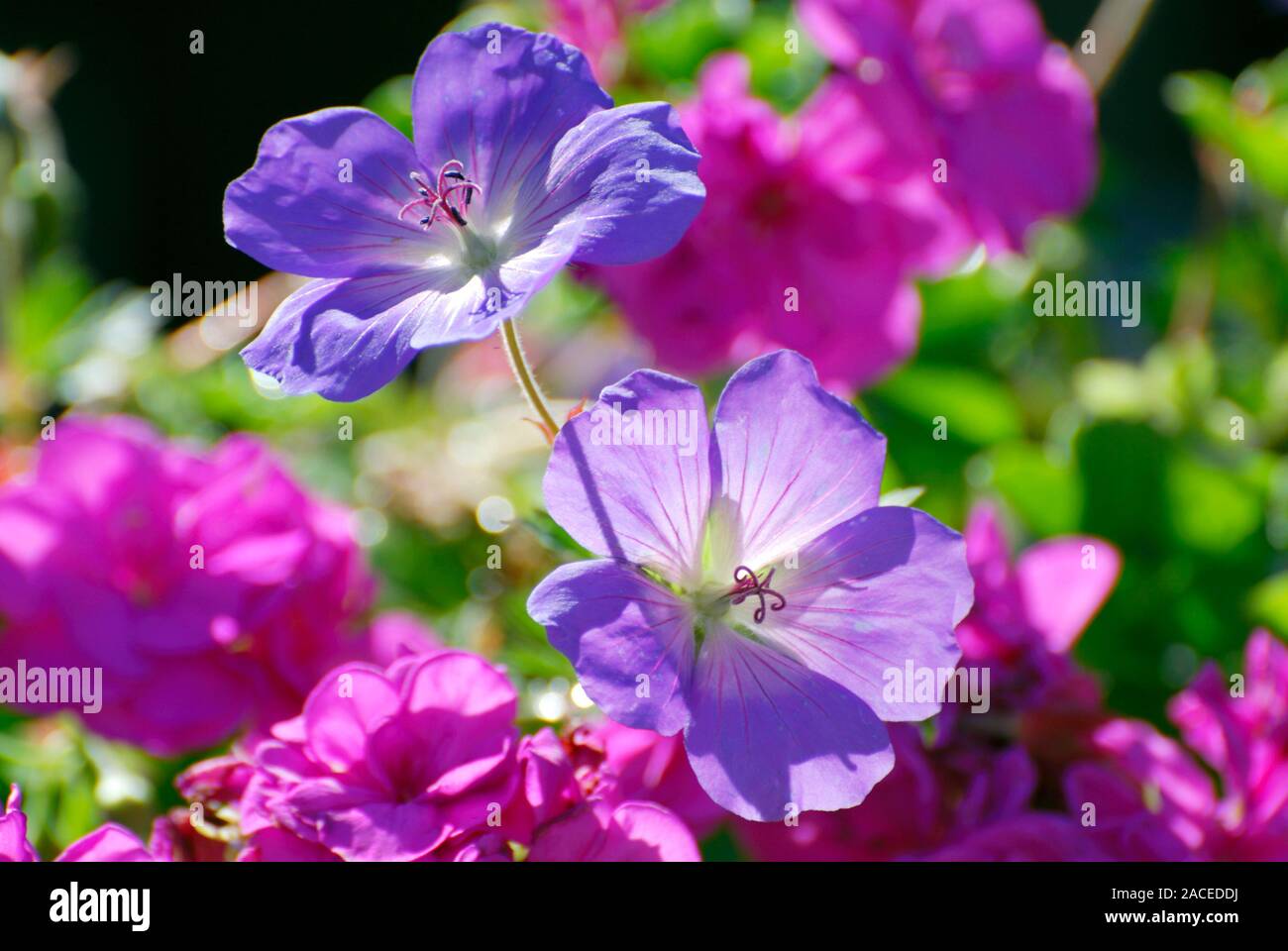 Geranium flowers. These are Geranium 'Rozanne', (purple, centre) and ...