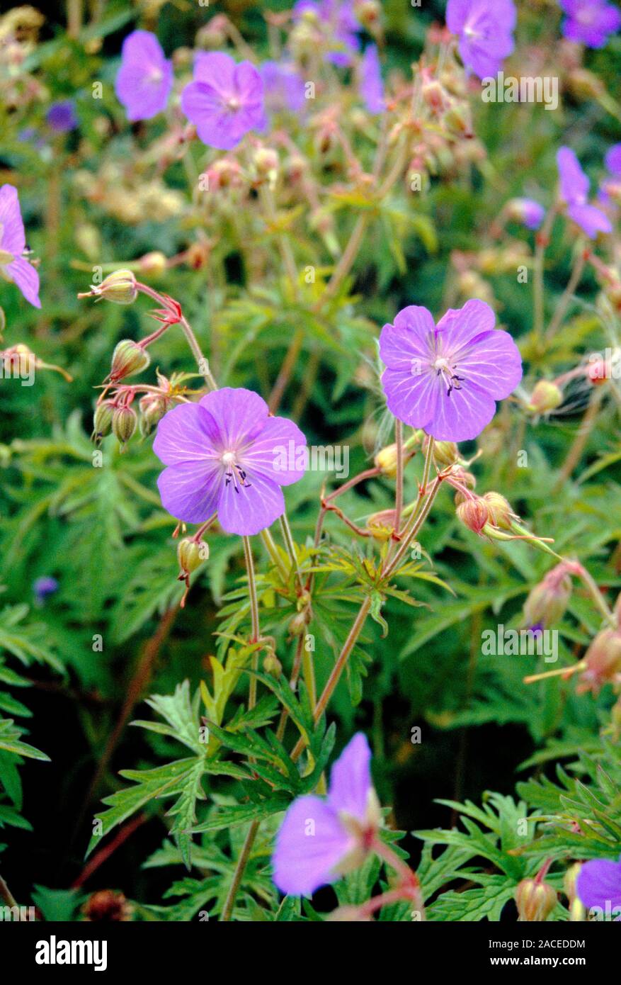 Meadow cranesbill flowers (Geranium pratense). Photographed near ...