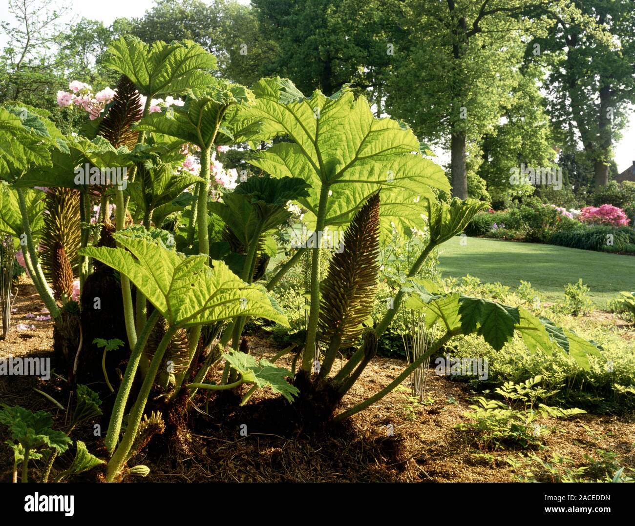 Giant rhubarb plants (Gunnera manicata) in a garden border Stock Photo ...