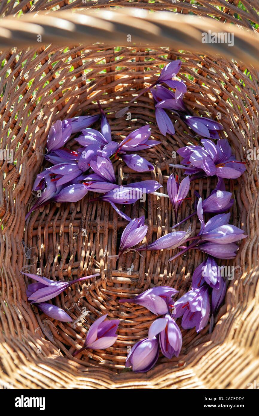 Saffron flowers and pistils Stock Photo - Alamy