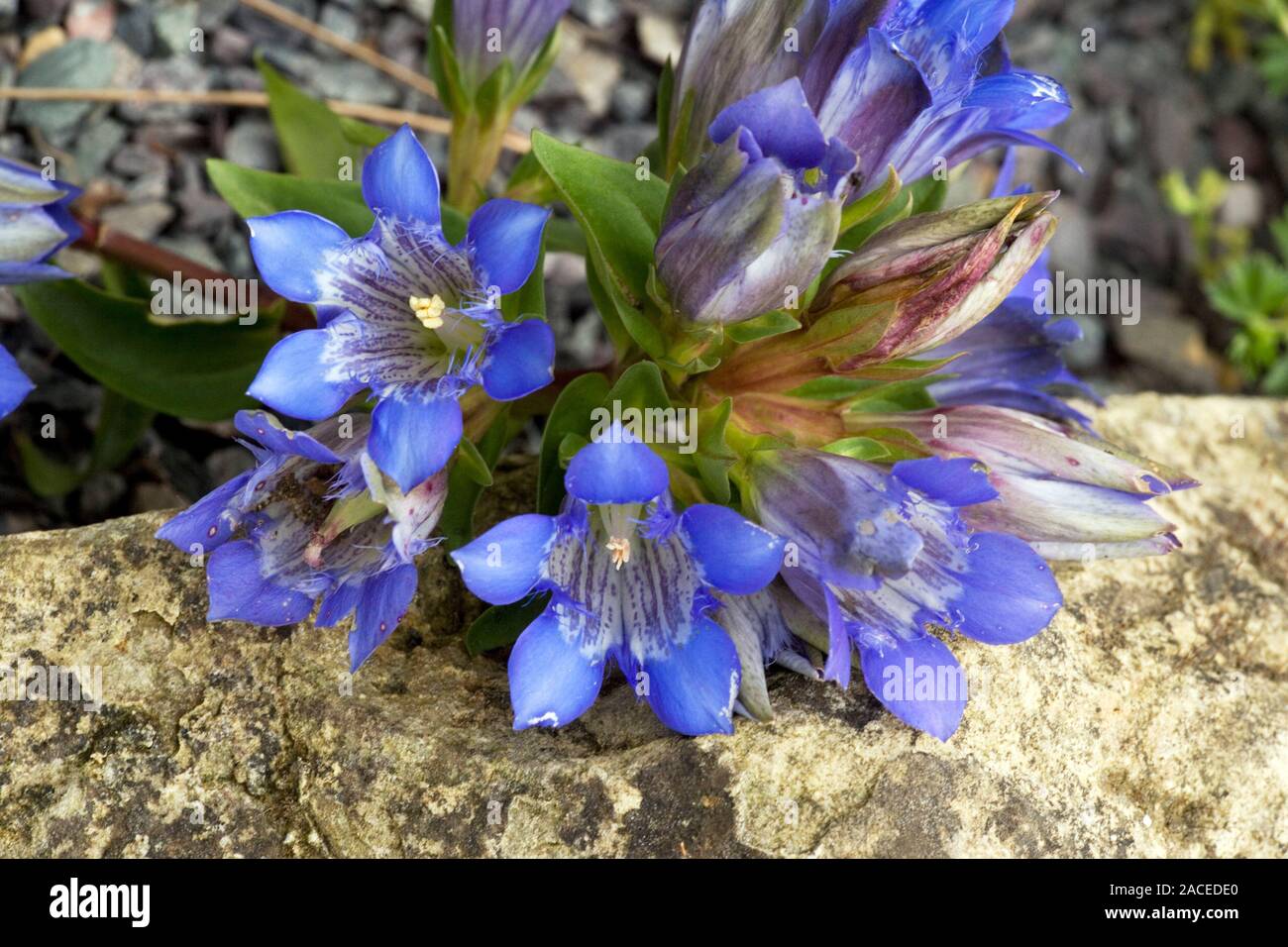 Gentian flowers (Gentiana affinis). Photographed in the USA, in August ...