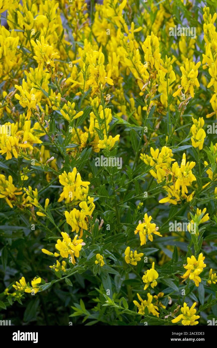 Dyer's greenweed (Genista tinctoria) flowers Stock Photo - Alamy