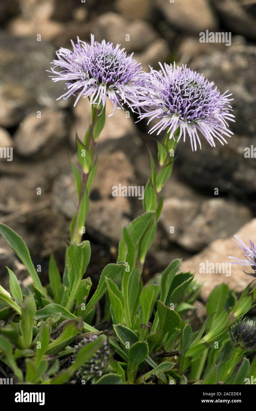 Common globe daisy (Globularia trichosantha) flowers. Photographed in ...