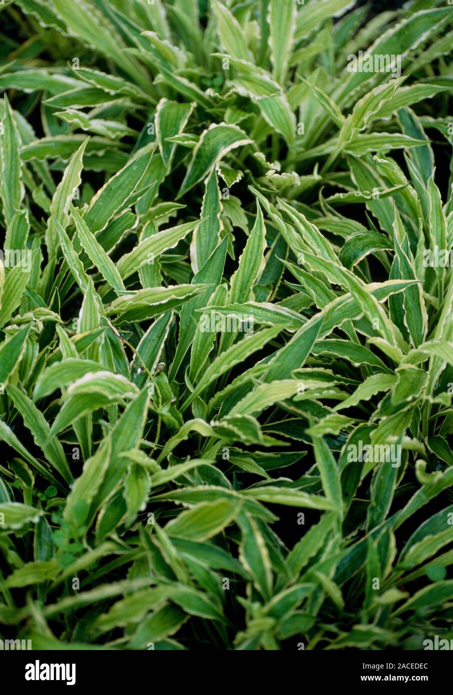 Hosta 'Stiletto'. Foliage Stock Photo - Alamy