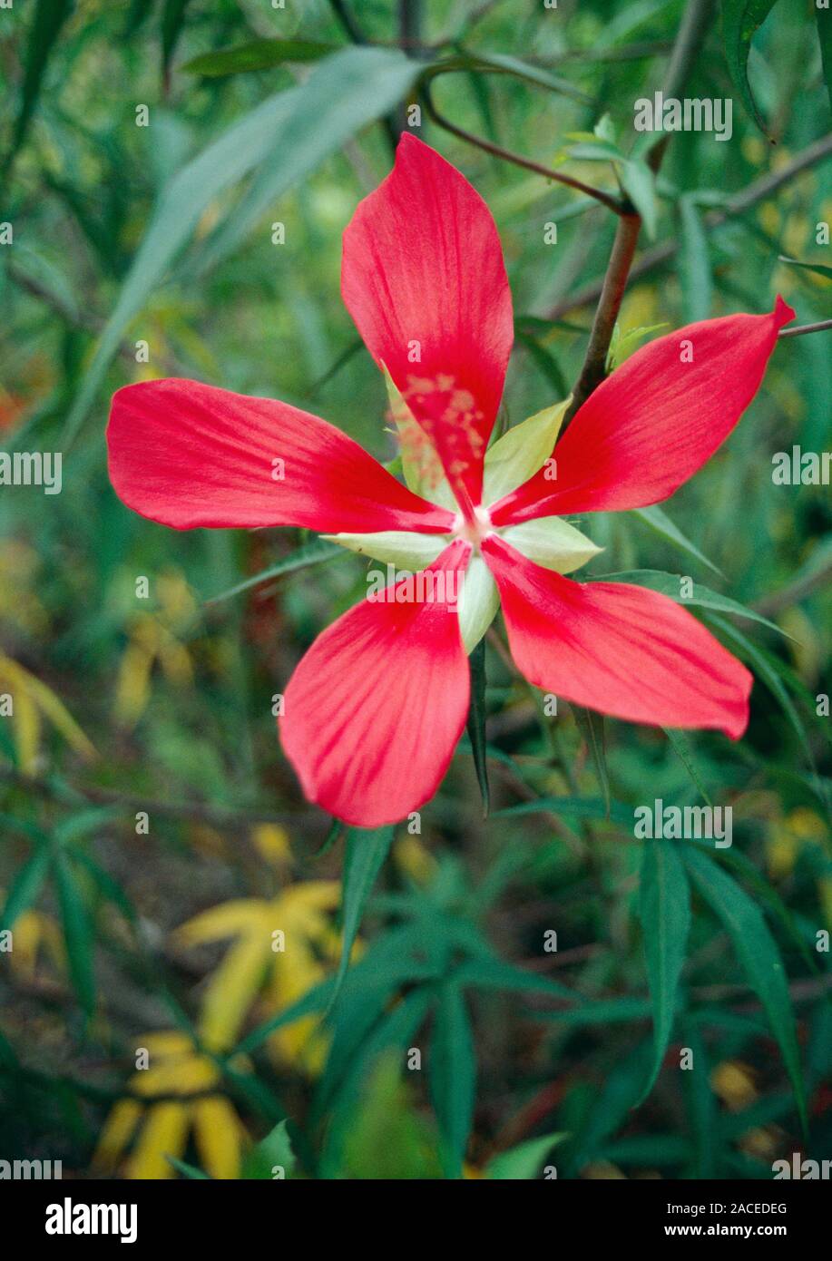 Hibiscus coccineus. Scarlet hibiscus swamp hibisuc scarlet rosemallow ...