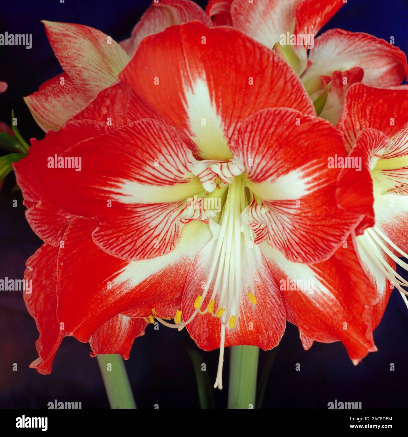 Hippeastrum sp. Close up amaryllis flower red Stock Photo - Alamy