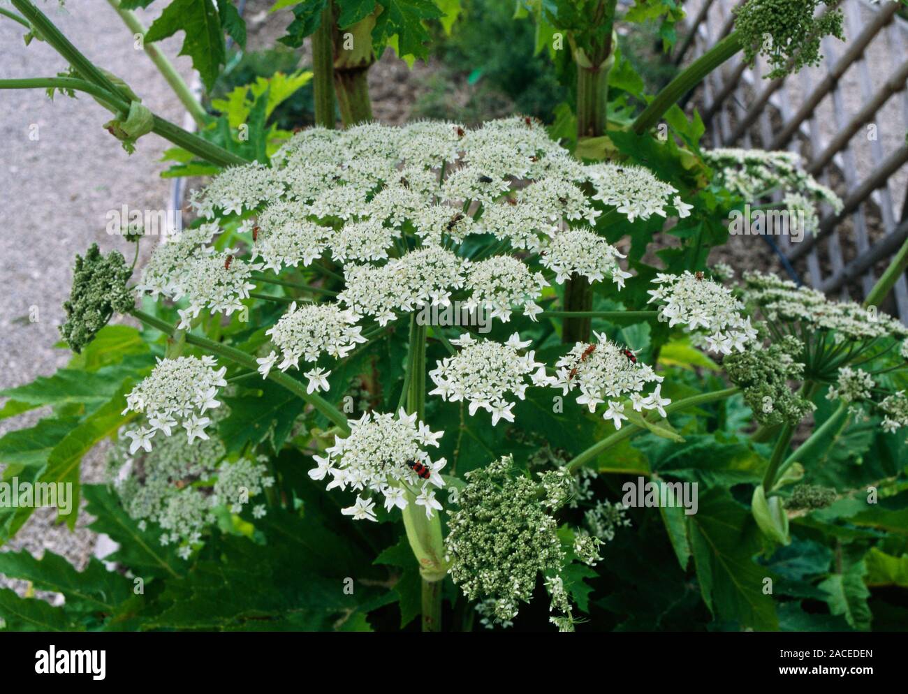 Heracleum mantegazzianum. Giant Hogweed close up of flower invasive ...