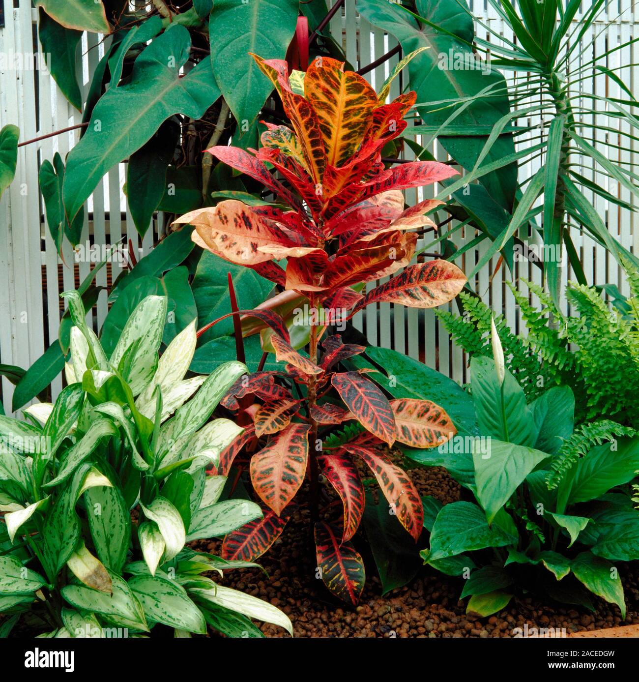 Houseplants group. A group of foliage houseplants Stock Photo - Alamy