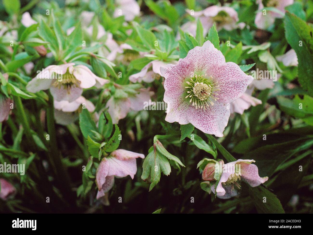 Helleborus orientalis. Lenten Rose close up flowers P Etchells Stock ...