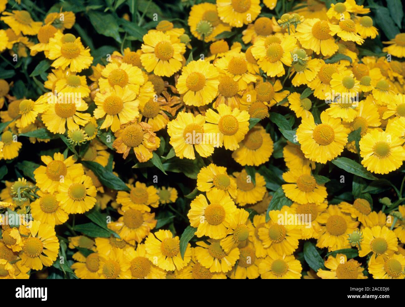 Helenium 'Kanaria'. Sneezeweed mass of yellow flowers Stock Photo - Alamy