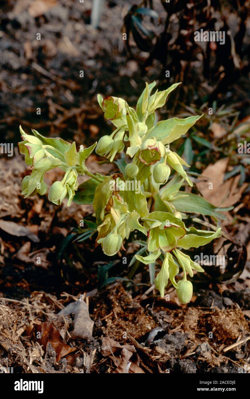 Helleborus foetidus. Stinking Hellebore close up young plant in ground ...