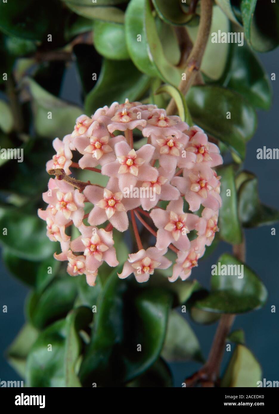 Hoya carnosa compacta. Close up pink flowers Christer Andreason TPS ...