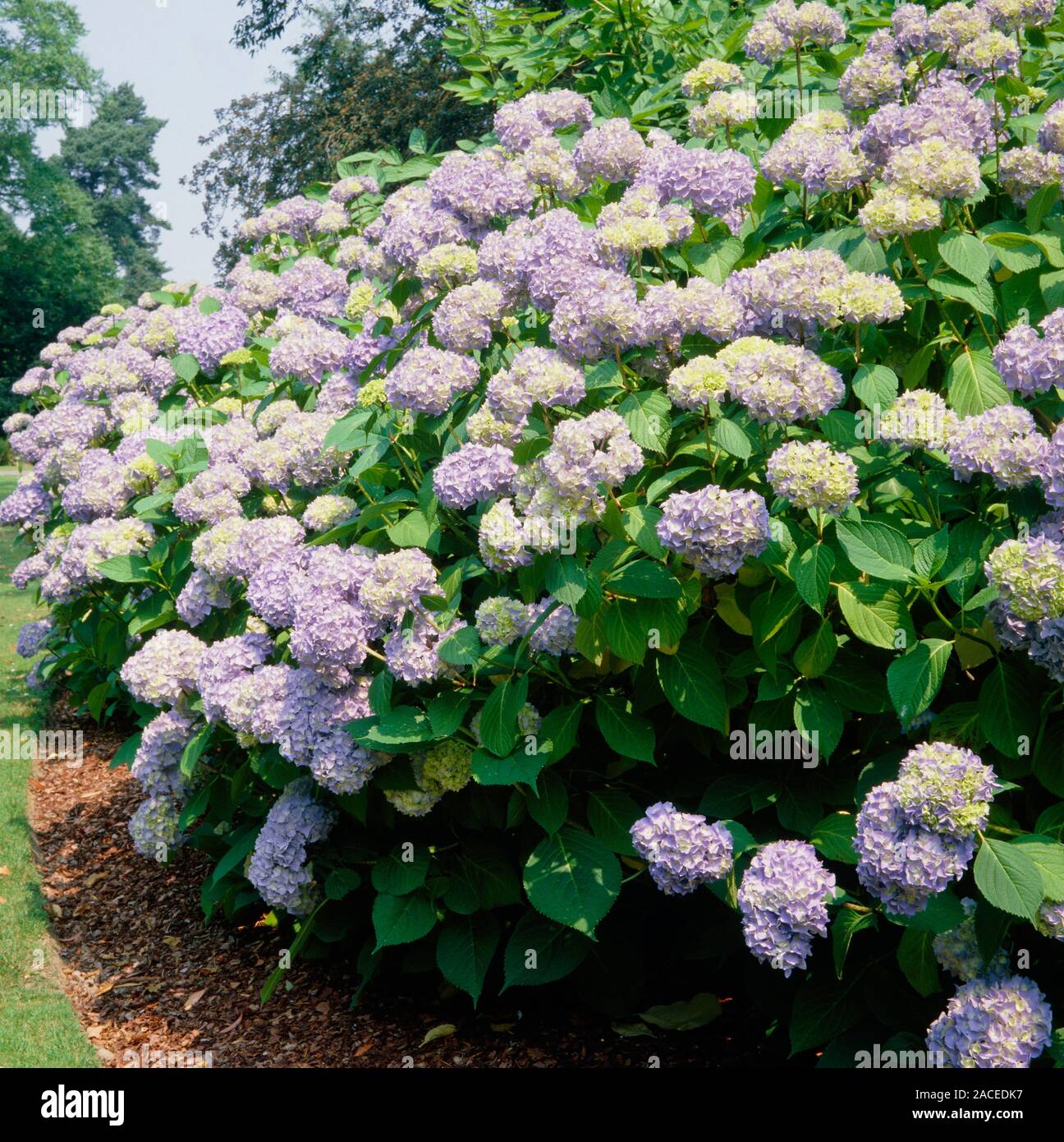 Hydrangea GENERALE VICOMTESSE DE. VIBRAYE whole flowering plant in ...