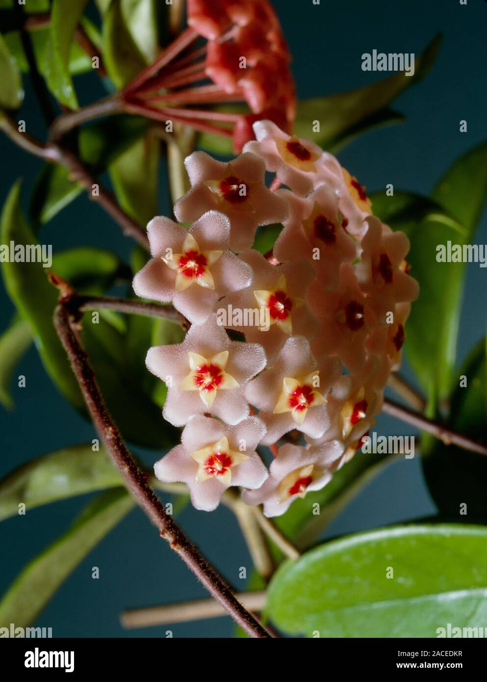 Hoya carnosa. Wax plant porcelain flower close Stock Photo - Alamy