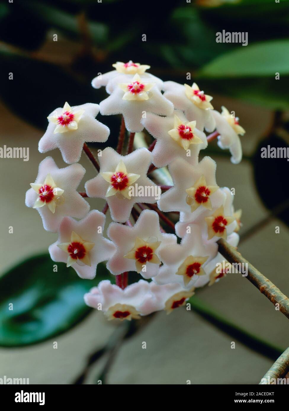 Hoya carnosa. Wax plant close up of white flower Stock Photo - Alamy
