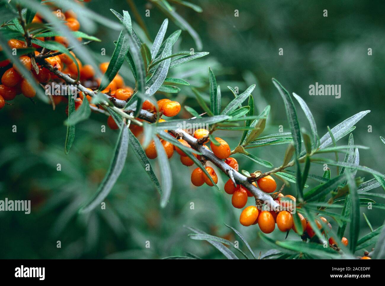 Hippophae rhamnoides. Close up of branch with orange berries J ...