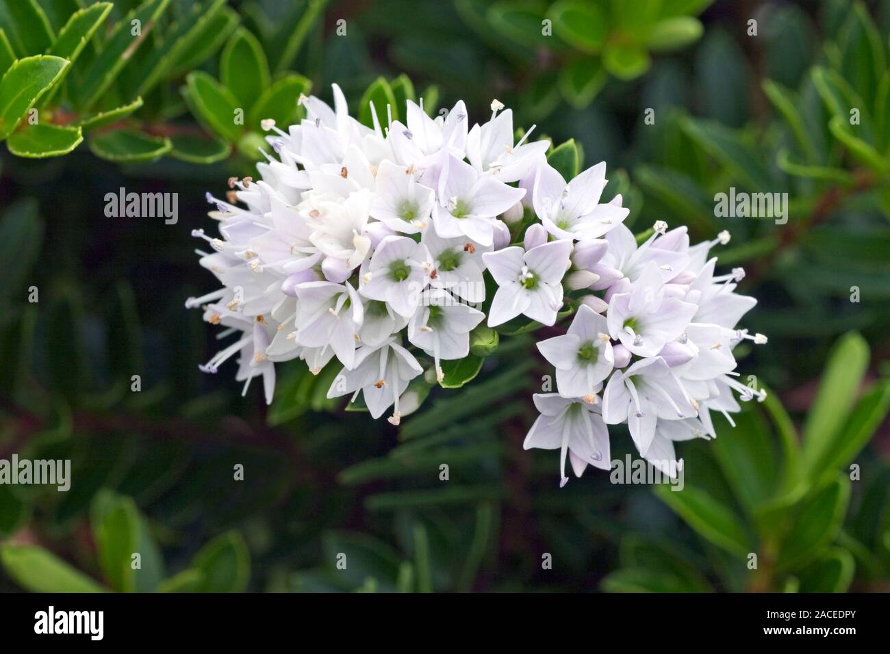 Hebe (Hebe diosmifolia) flowers Stock Photo - Alamy