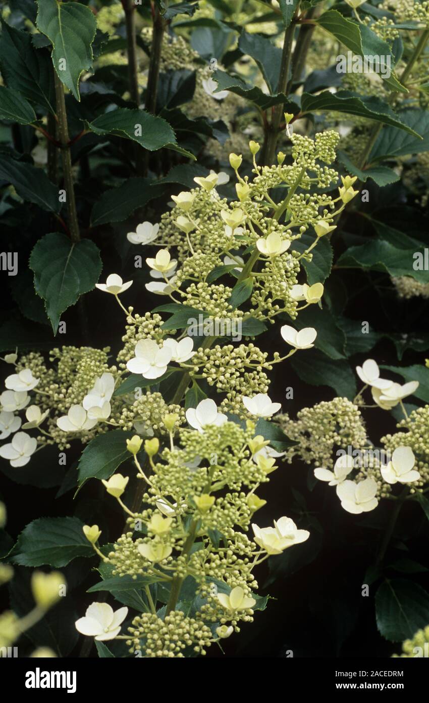 Hydrangea flowers (Hydrangea paniculata 'Unique' Stock Photo - Alamy