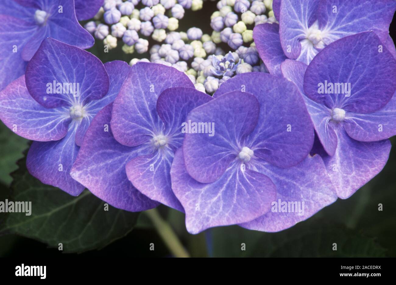 Hydrangea flowers (Hydrangea macrophylla 'Blaumeise'), sterile flowers ...