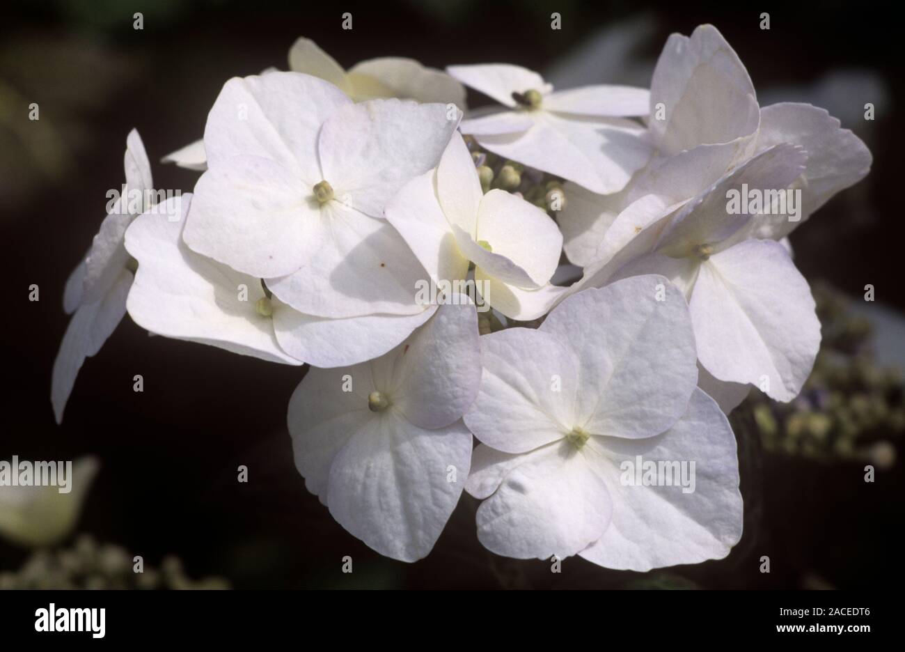 Hydrangea (Hydrangea mocrophylla 'Veichii') sterile flowers Stock Photo ...