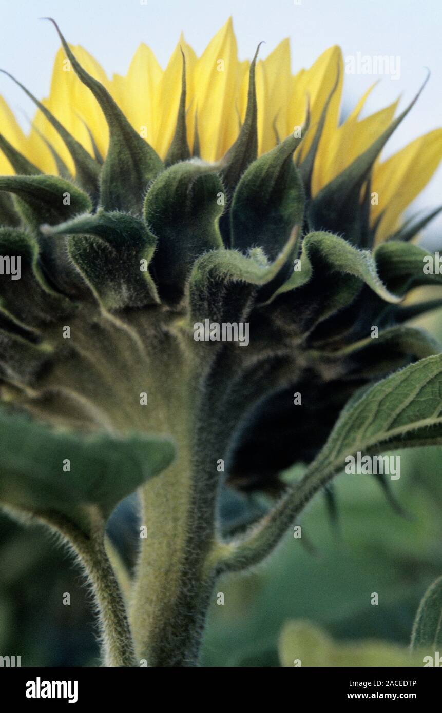 Sunflower (Helianthus annuus) flower head underside and peduncle (stalk ...