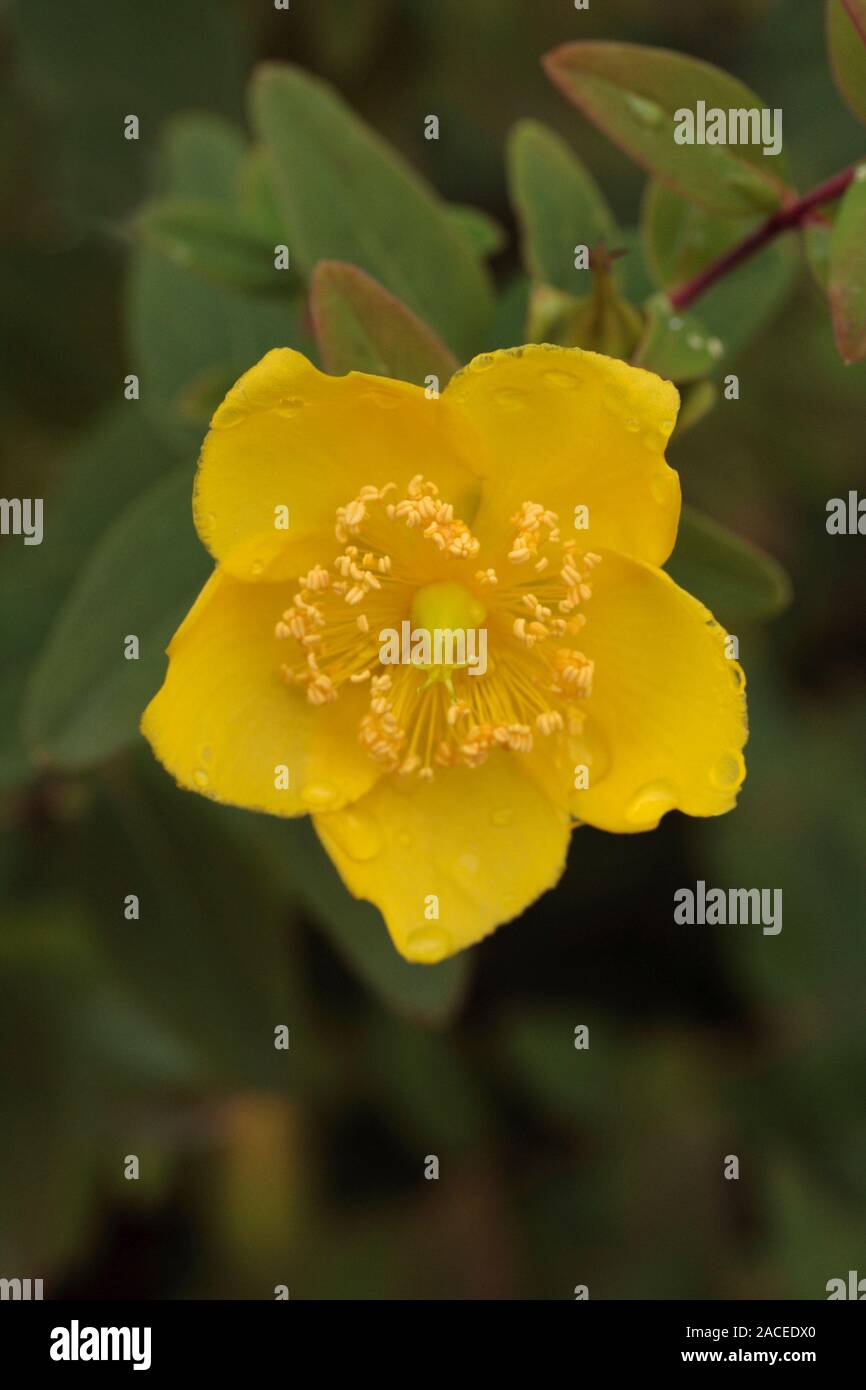 Shrubby St John's wort (Hypericum forrestii) flower Stock Photo - Alamy