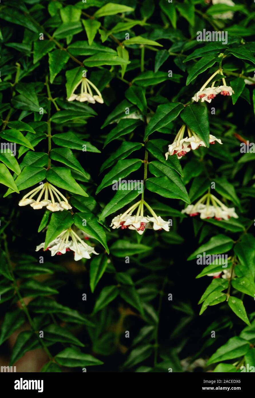 Miniature wax plant flowers (Hoya bella Stock Photo - Alamy