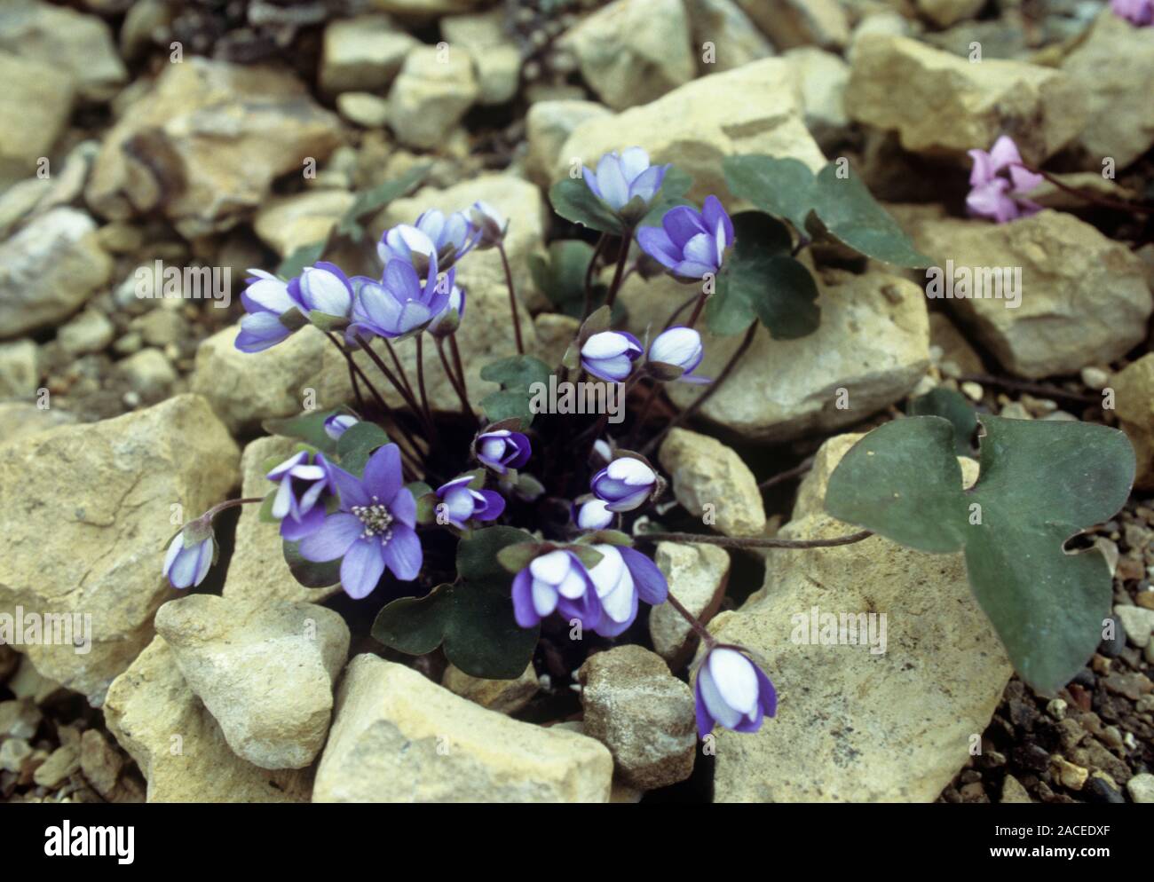 Liver leaf flowers (Hepatica transsilvanica Stock Photo - Alamy