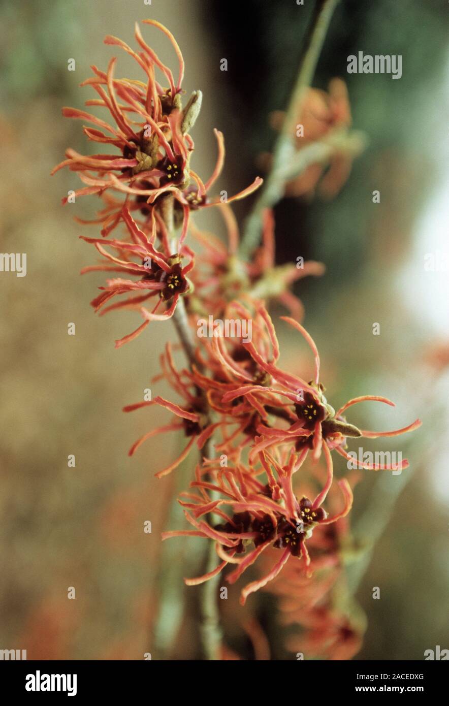 Witch hazel flowers (Hamamelis 'Ruby Glow' Stock Photo - Alamy