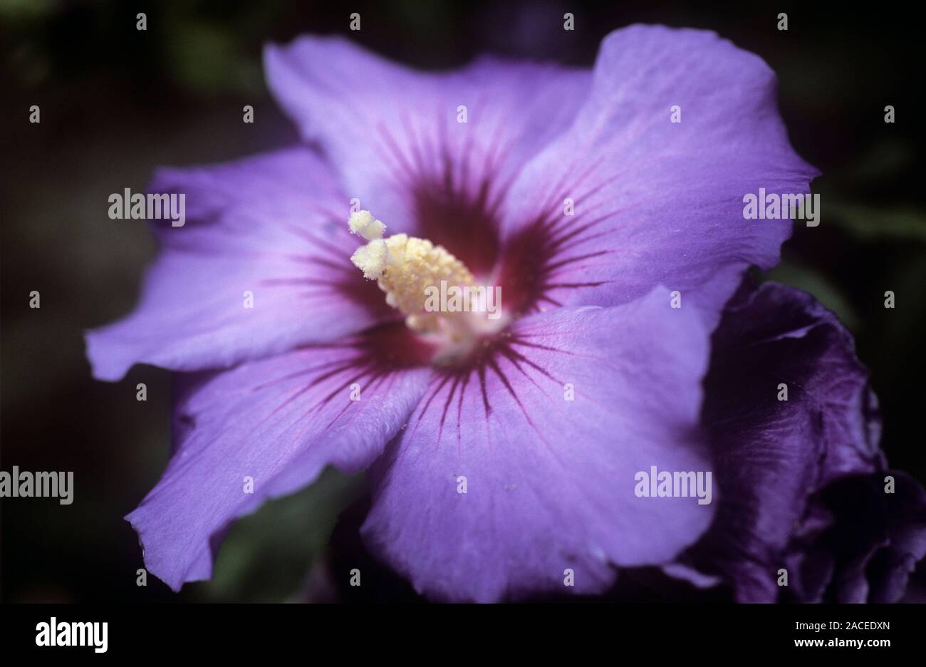 Rose of Sharon (Hibiscus syriacus 'Blue Bird' Stock Photo - Alamy