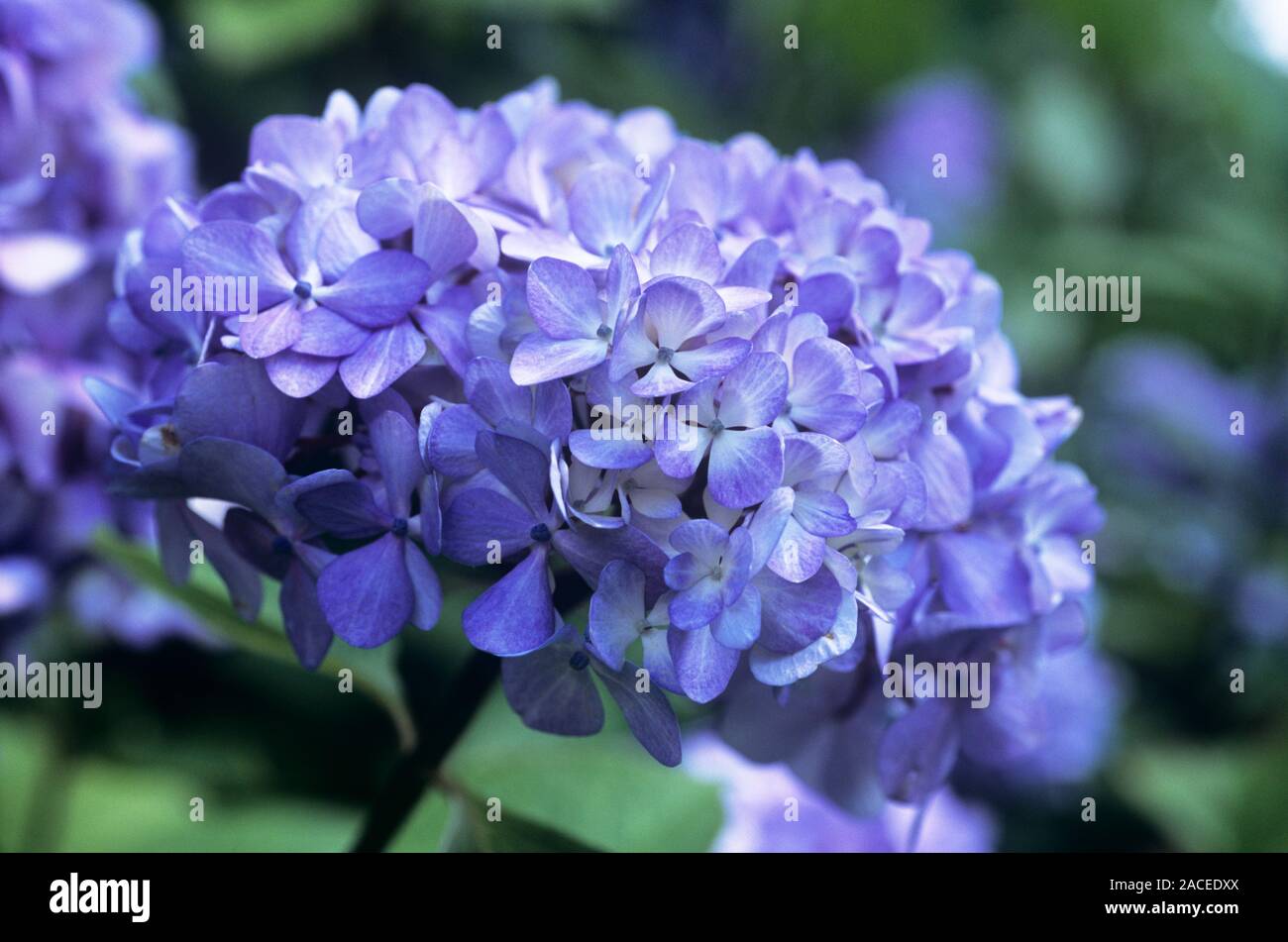 Common hydrangea (Hydrangea macrophylla 'Nigra' Stock Photo - Alamy