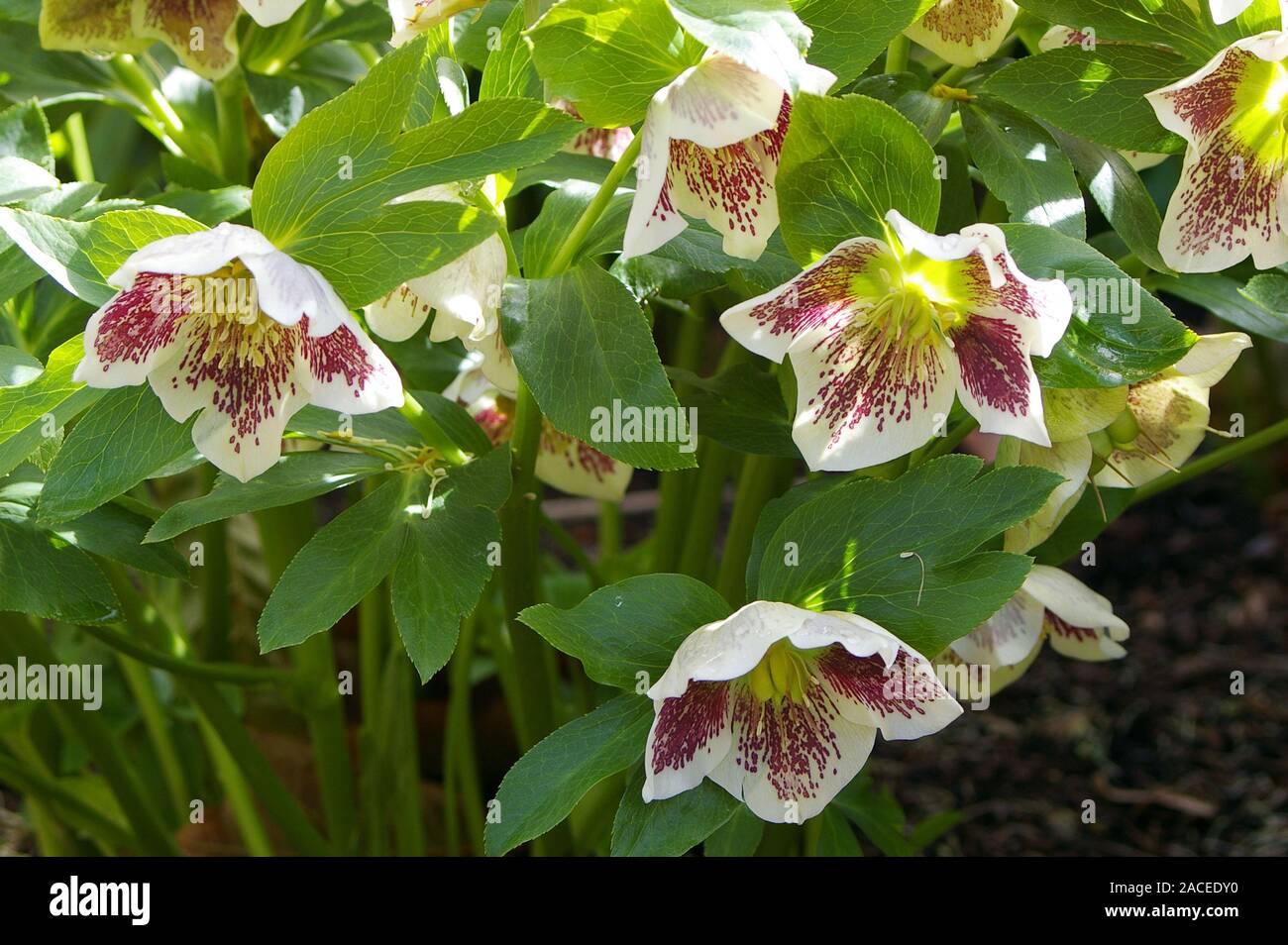 Spotted hellebore (Helleborus x hybridus). Helleborus is a genus of ...