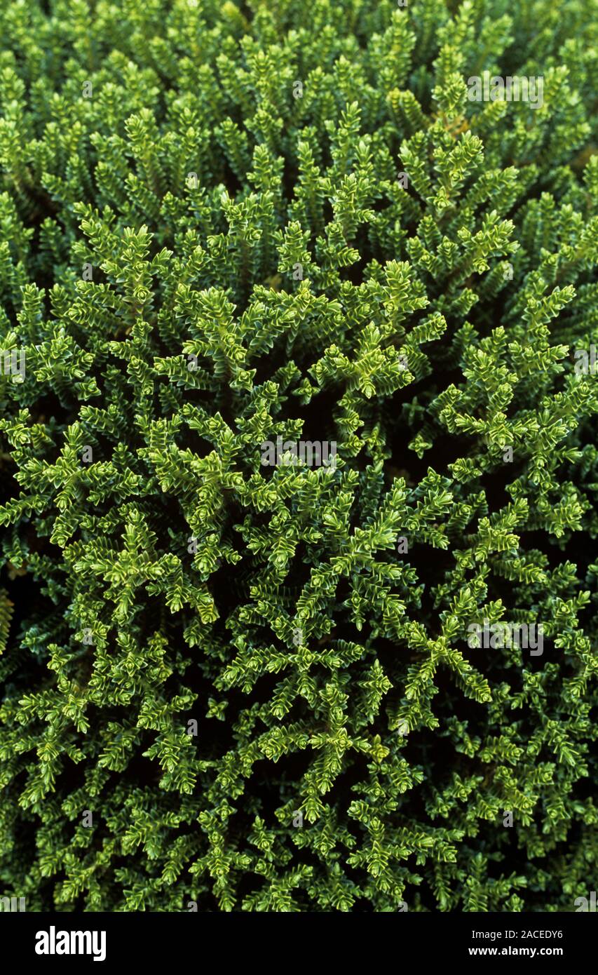 Hebe foliage (Hebe buchananii Stock Photo - Alamy