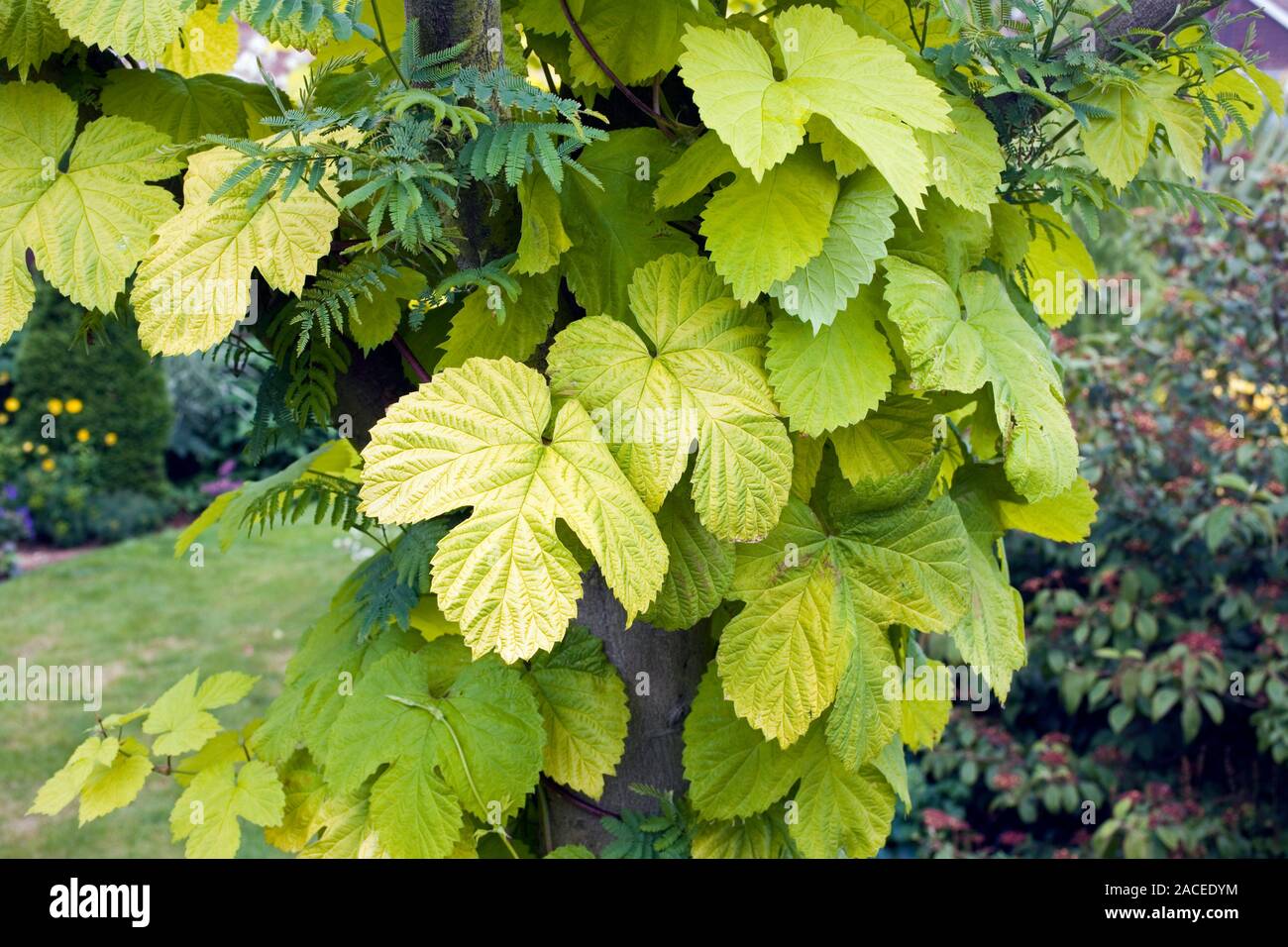 Hop bine (Humulus lupulus 'Aureus') on a acacia tree (Acacia sp Stock ...