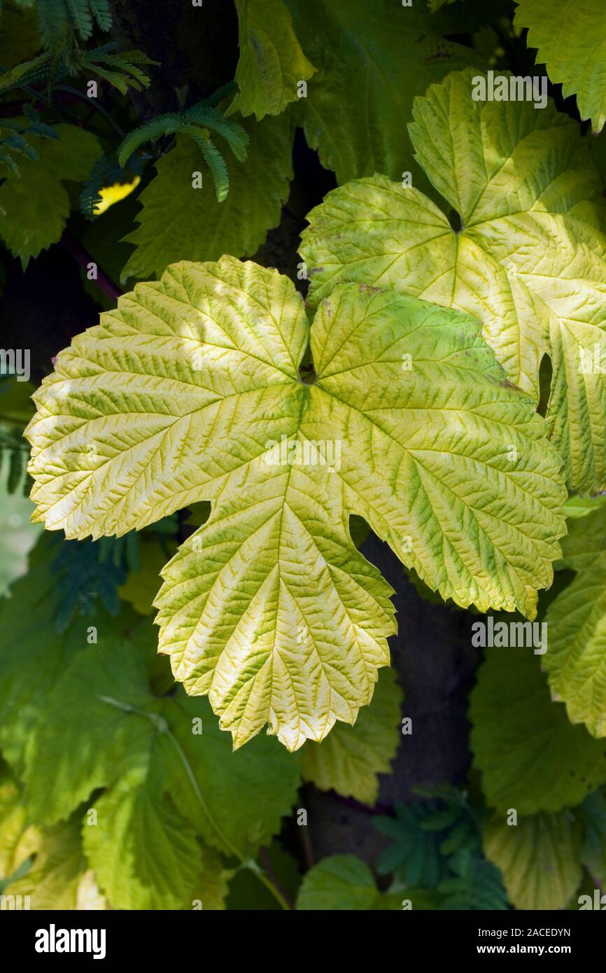 Hop bine leaf (Humulus lupulus 'Aureus' Stock Photo - Alamy