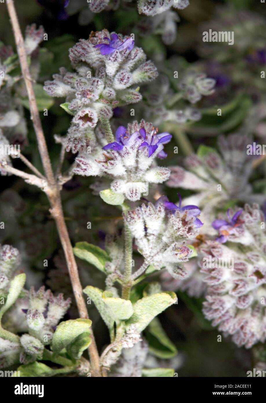 Desert lavender flower (Hyptis emoryi). This aromatic desert shrub is ...