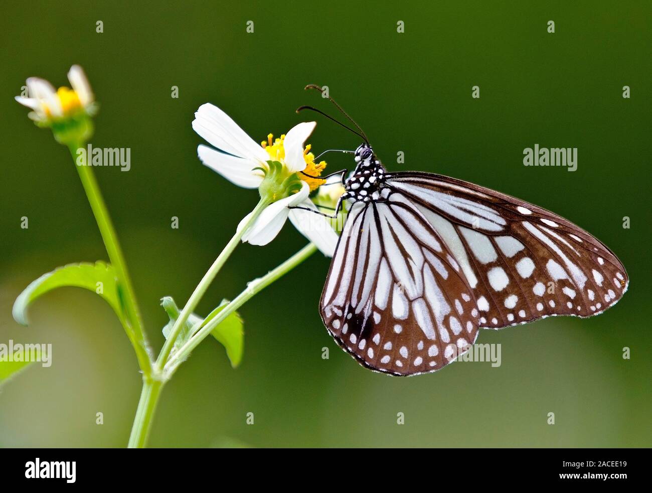 Glassy Tiger butterfly, Parantica Aglea in the grass areas surrounding ...