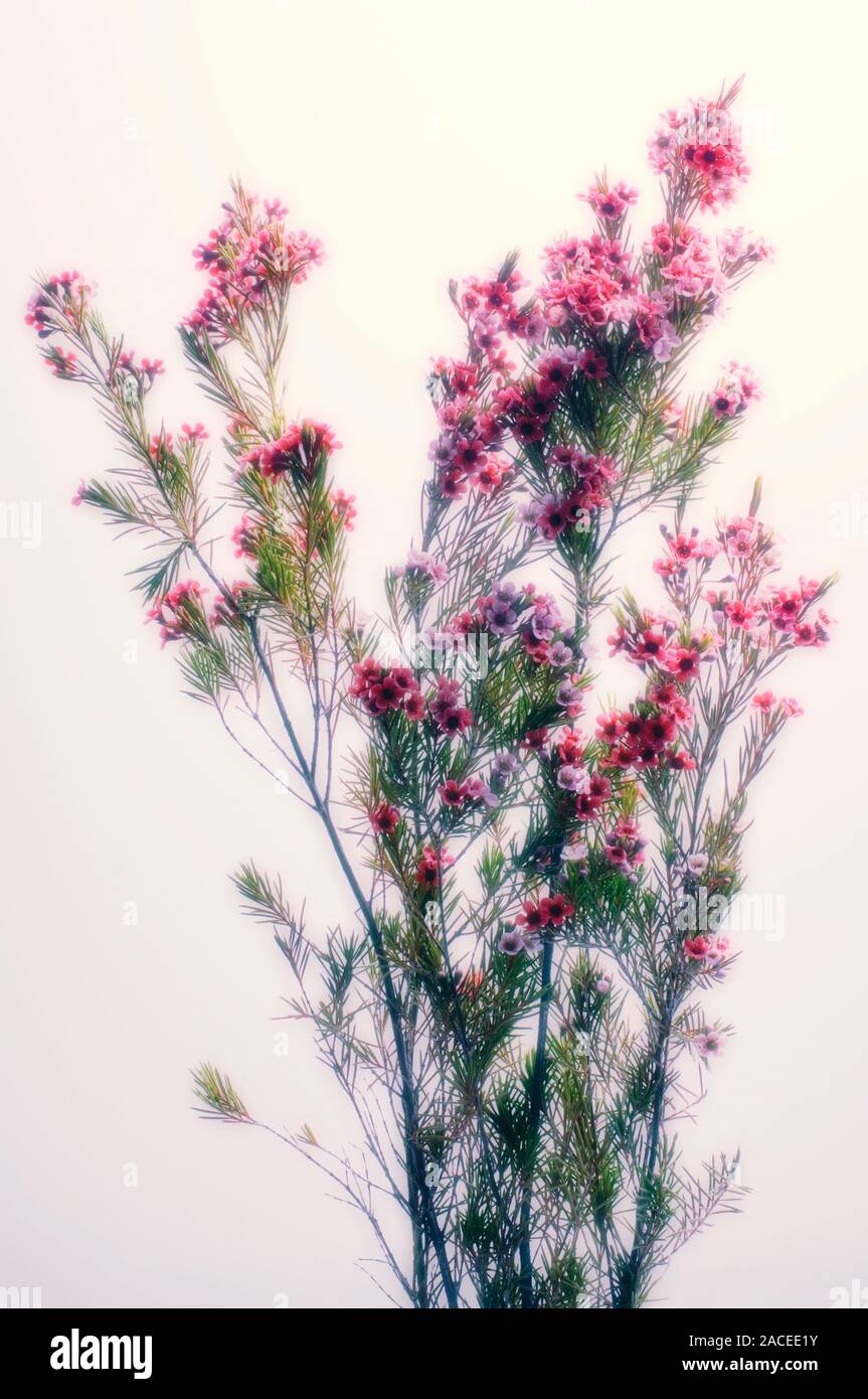 Tea tree flower bouquet (Leptospermum sp Stock Photo - Alamy