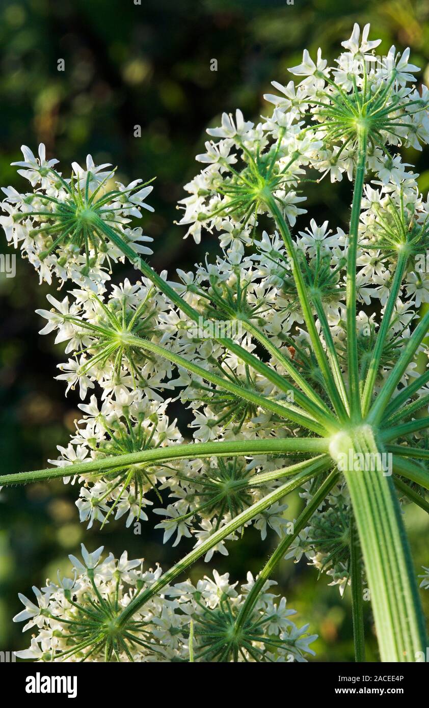 Common Hogweed Flowers Heracleum Sphondylium Photographed In July