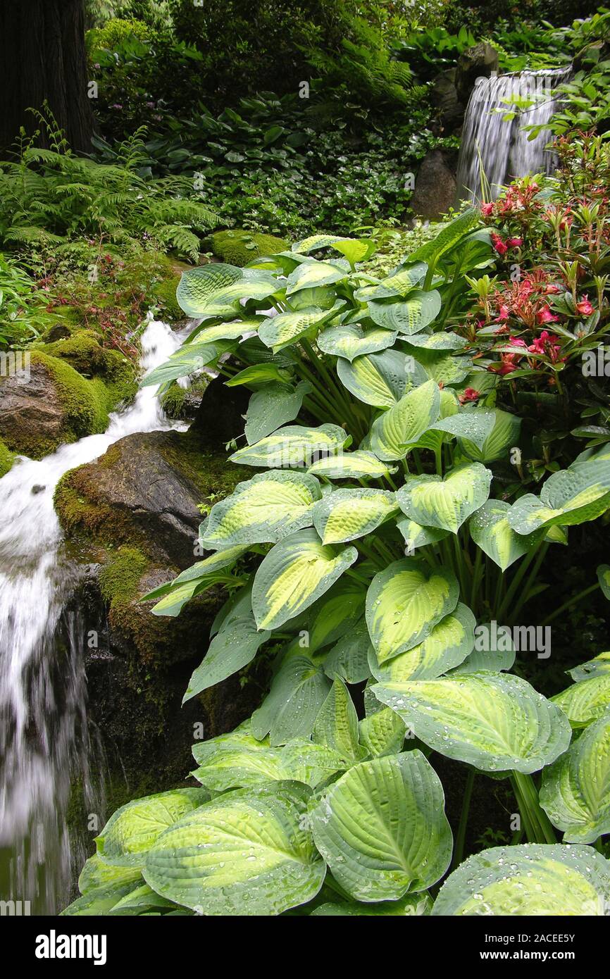 Plantain lily (Hosta fortunei) foliage. Photographed by a waterfall in ...