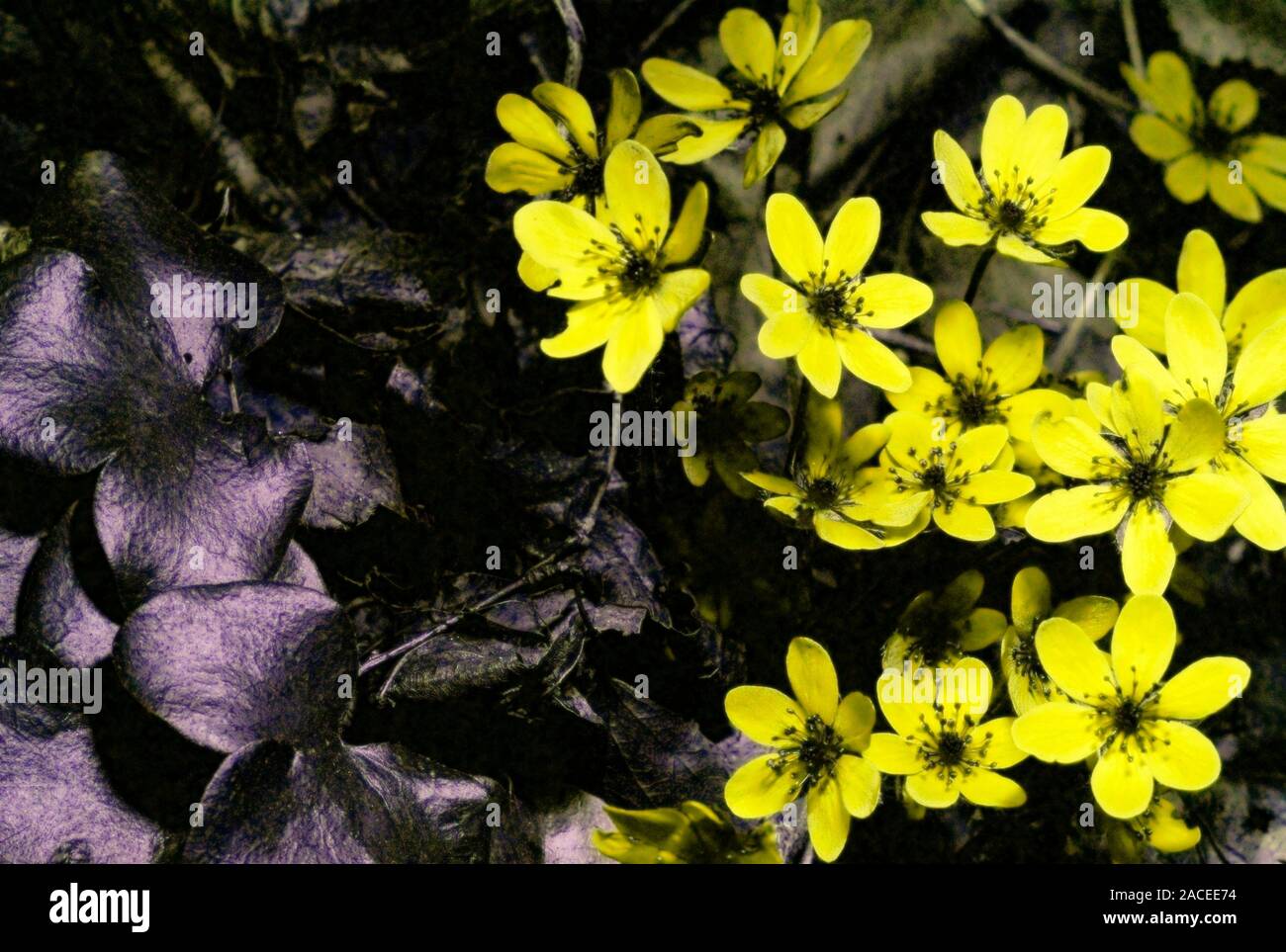 Liverleaf in UV light. Coloured photograph of liverleaf (Hepatica ...