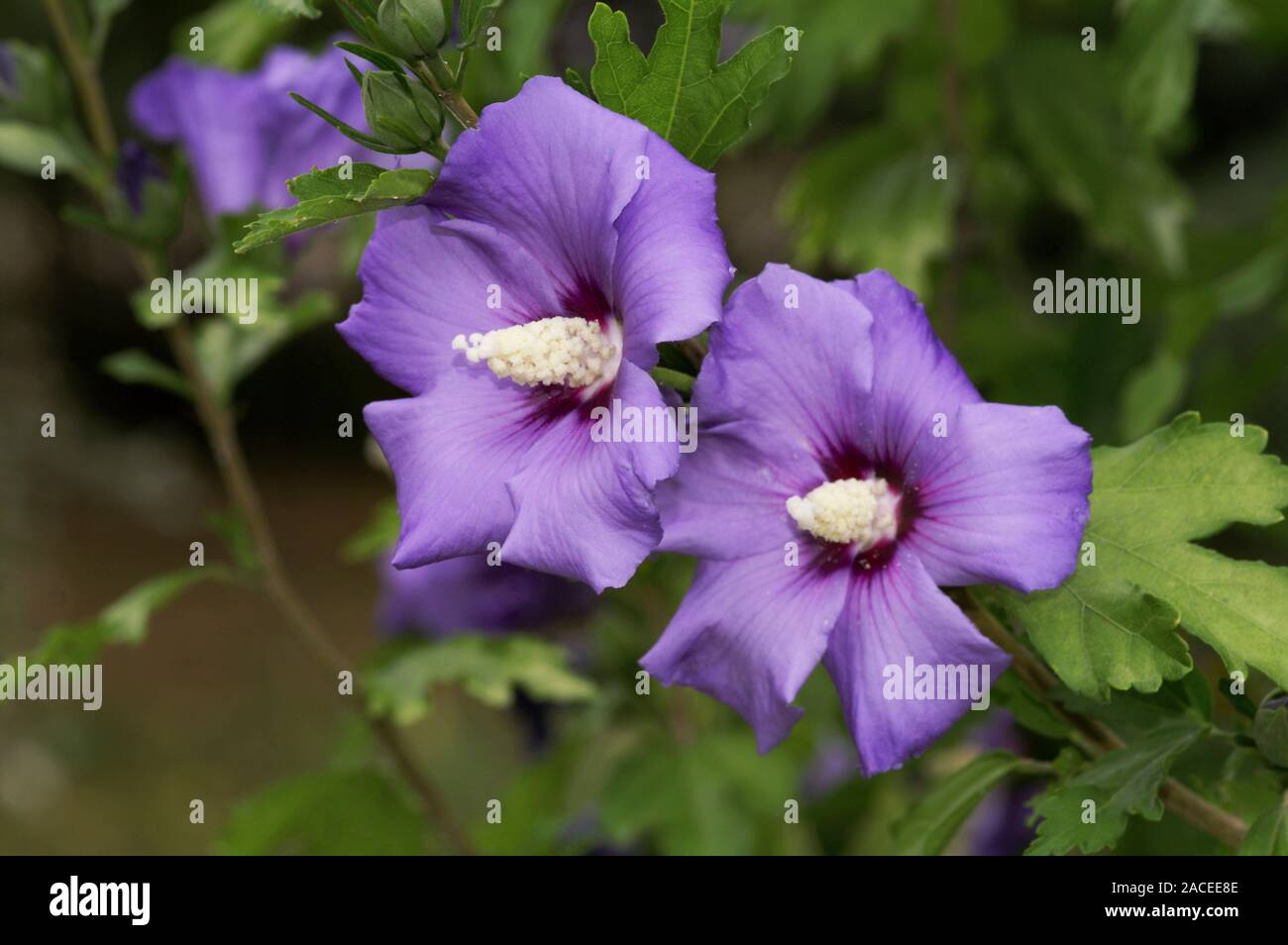 Hibiscus flowers (Hibiscus syriacus 'Blue Bird' Stock Photo - Alamy