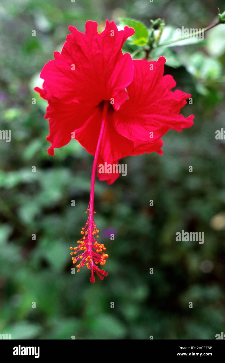 Chinese hibiscus flower (Hibiscus rosa-sinensis). This evergreen shrub ...