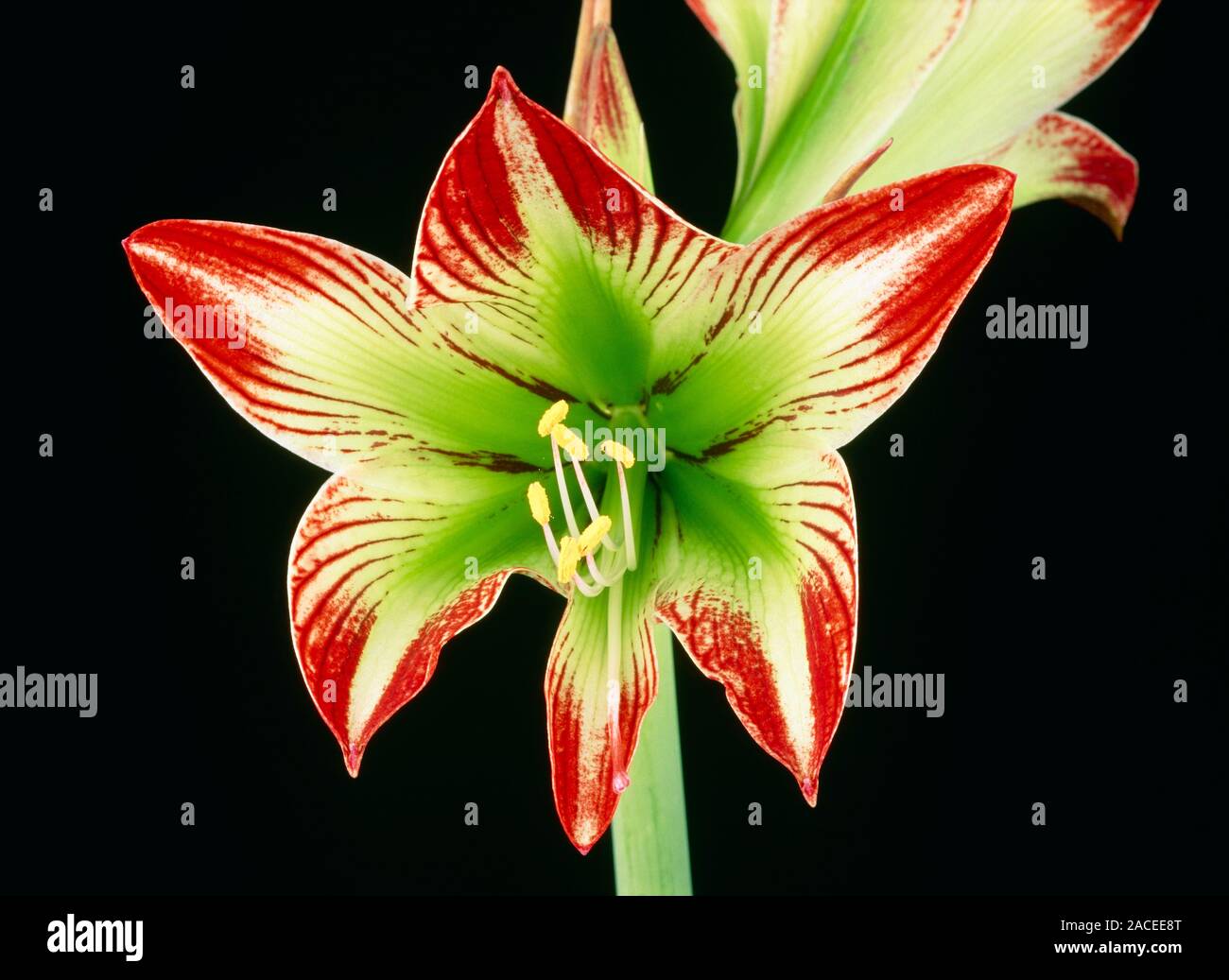 Hippeastrum flowers (Hippeastrum organense). Photographed in the Royal ...