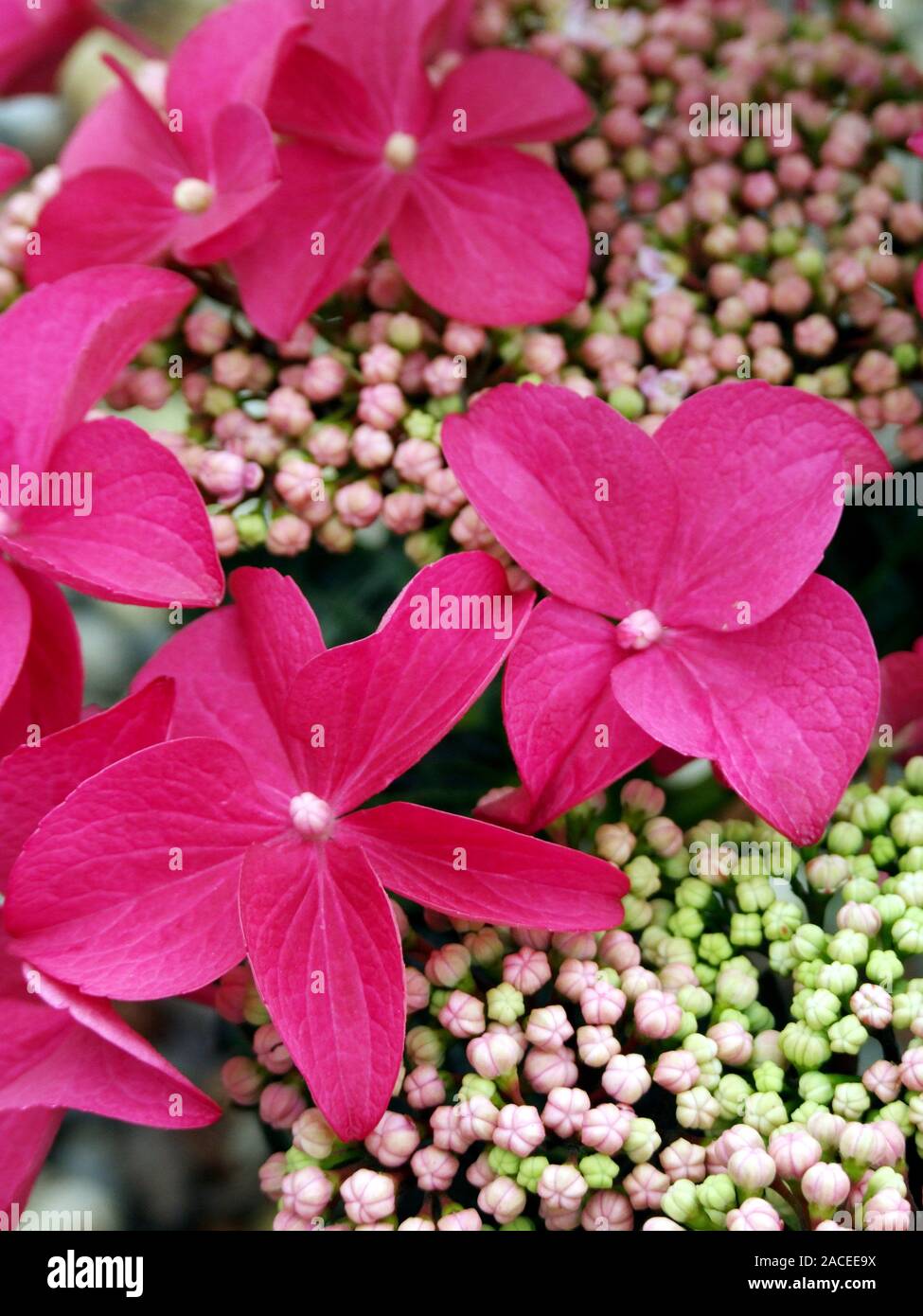 Hydrangea flowers (Hydrangea 'Lady in Red'). Photographed in July Stock ...