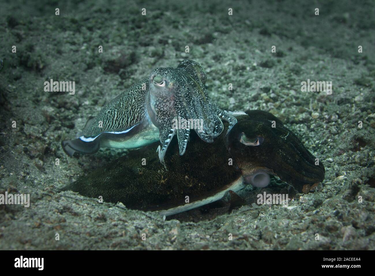 Cuttlefish. Picture was taken in Lembeh Strait, Indonesia Stock Photo ...