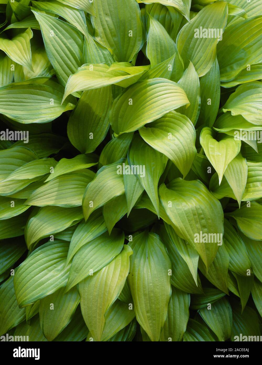 Hosta 'Chinese Sunrise' Stock Photo - Alamy