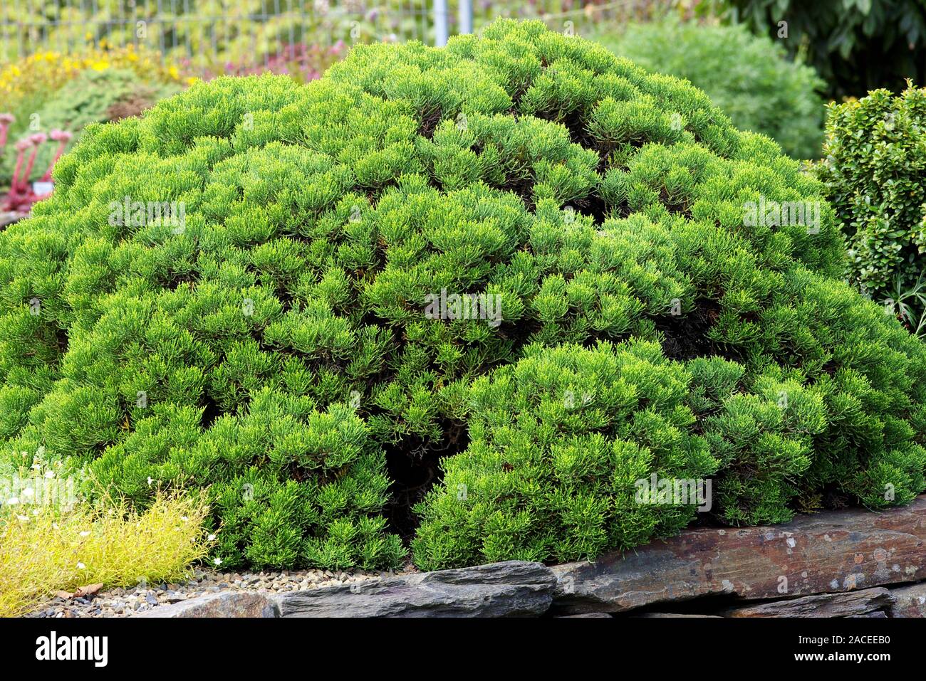 Hebe foliage (Hebe cupressoides 'Boughton Dome' Stock Photo - Alamy